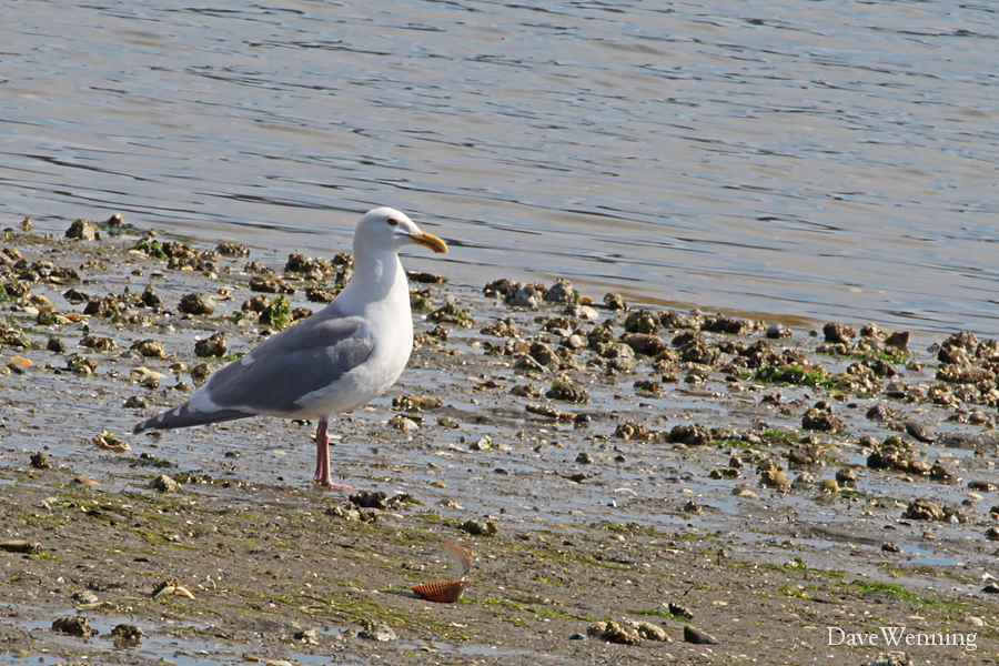 Similk Bay Shorebirds